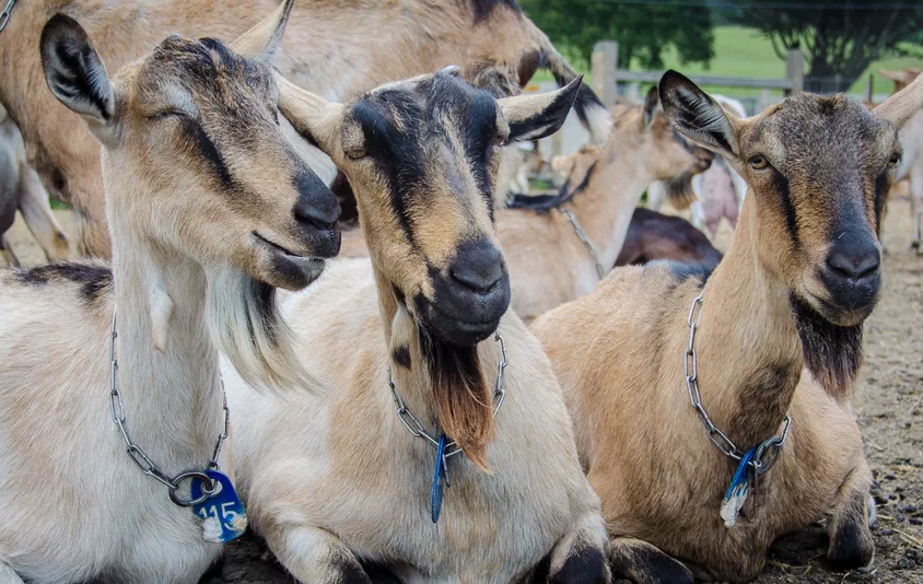 Enfermedades comunes en las cabras y como prevenirlas - Todo Sobre Ganado